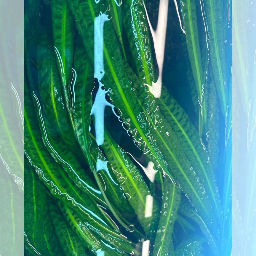 Криптокорина аквариумное растение