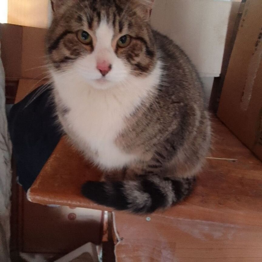 Симпатичный шпротик ищет дом