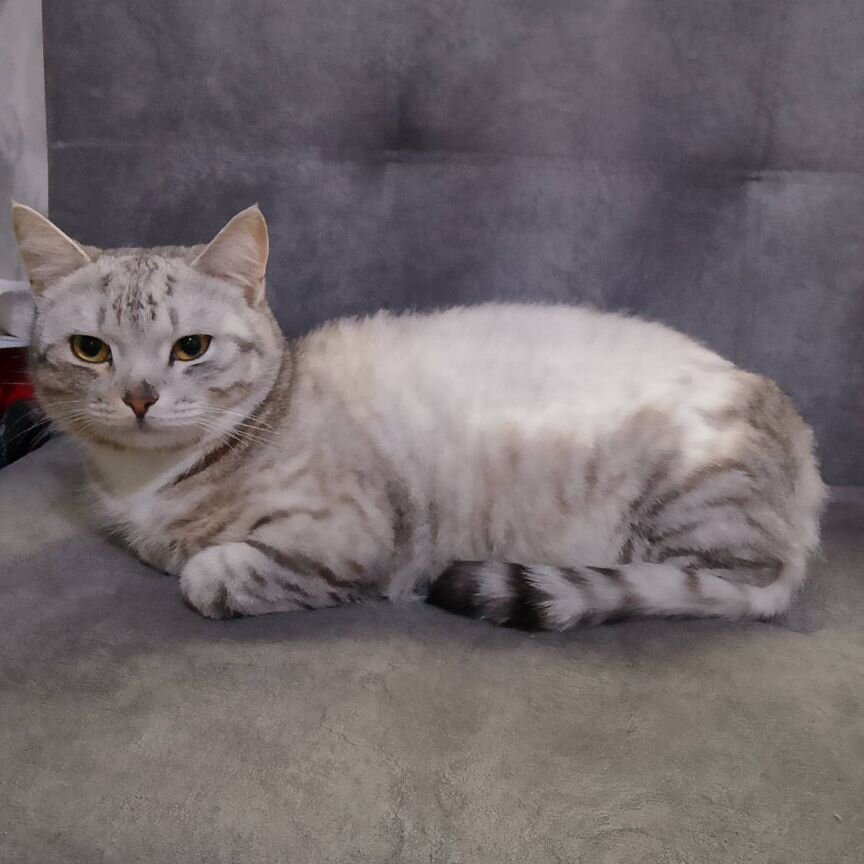 Британский кот