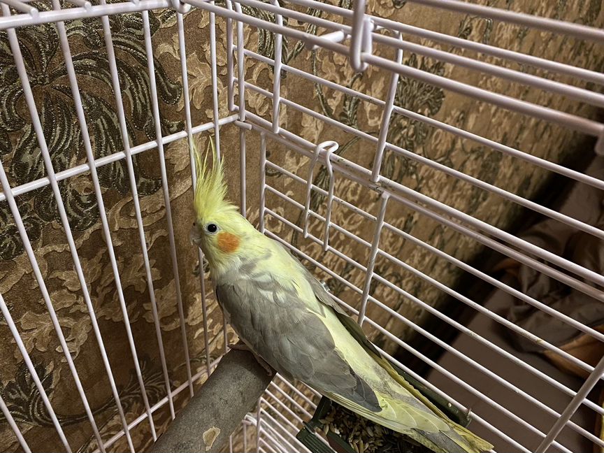 Говорящий попугай Коррела