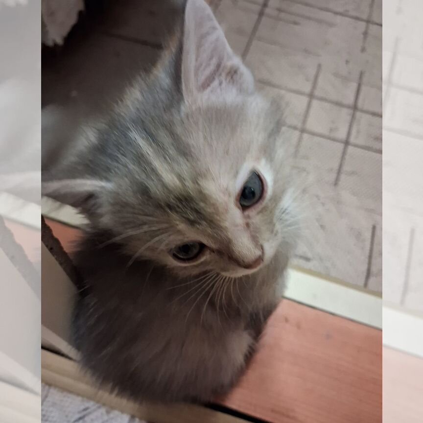 Котёнок в добрые руки