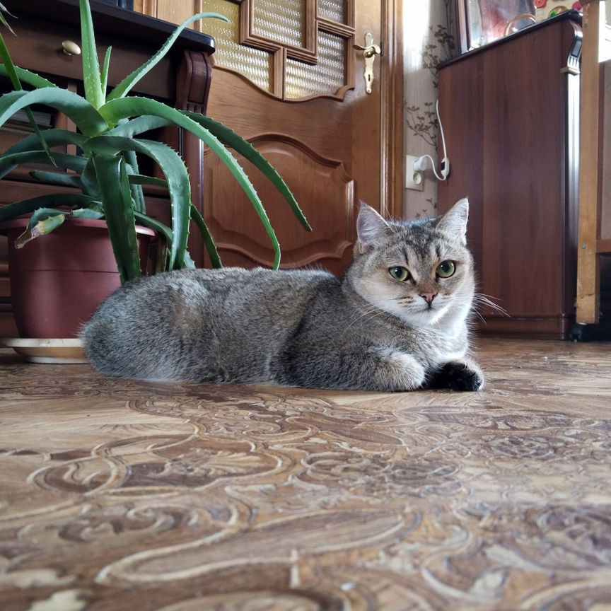 Золотая шиншилла