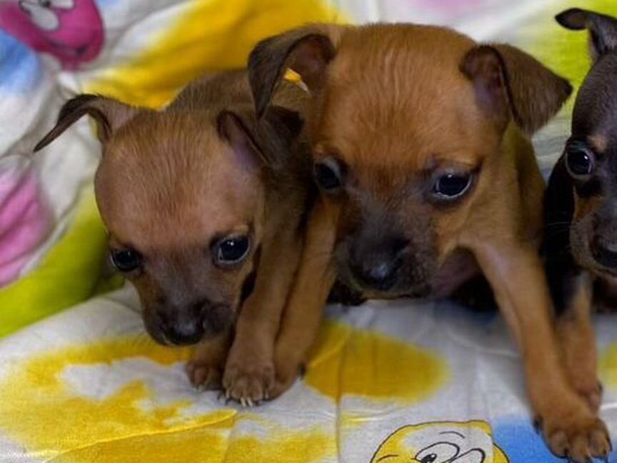 Крошки той тереры