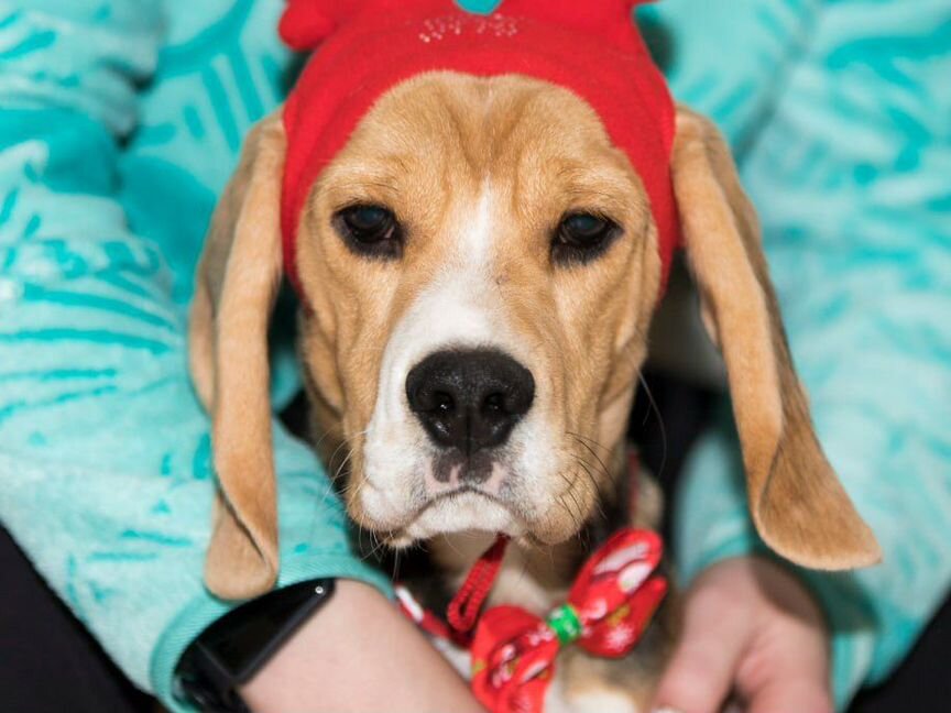 Щенки бигля