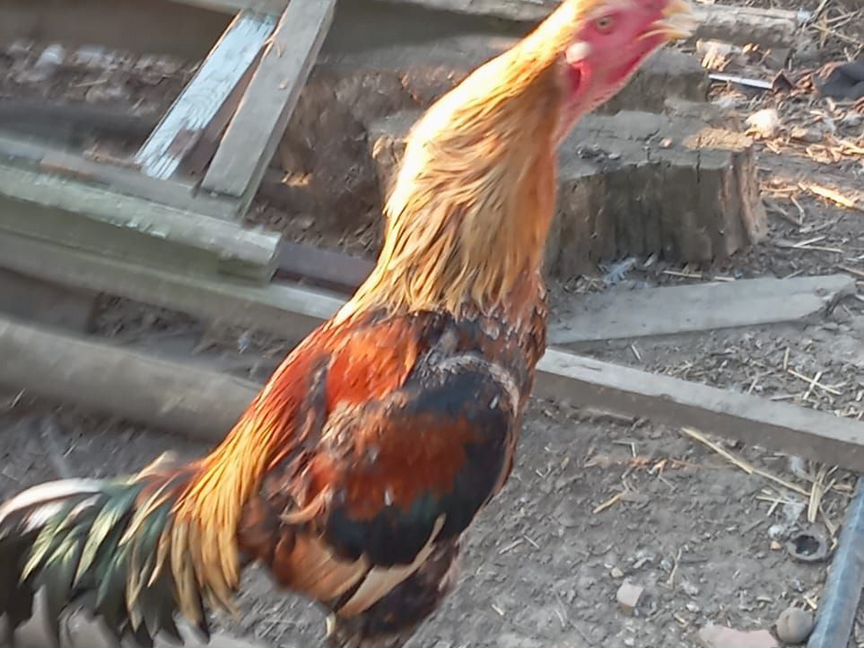 Бойцовый петух вес от 4.5кг