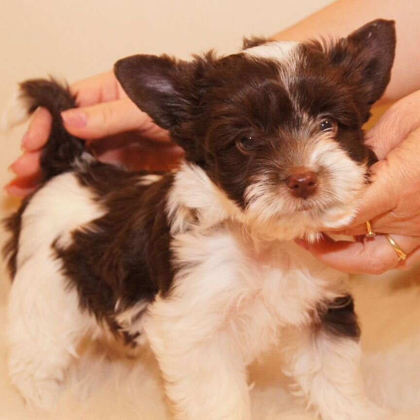 Йоркширский терьер, щенок