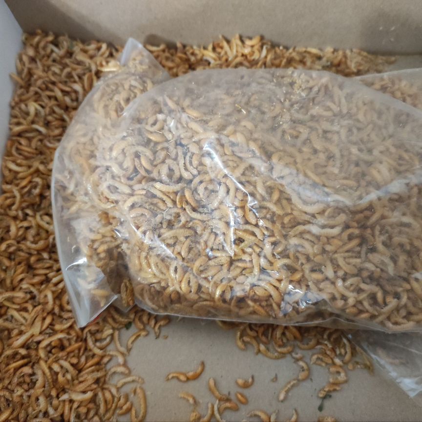 Гаммарус сушеный