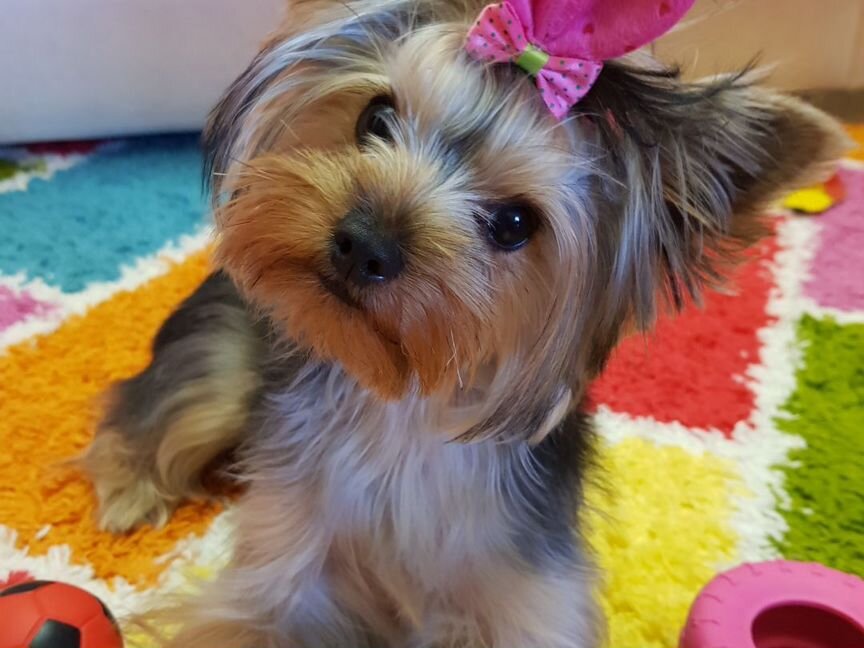 Йоркширский терьер - щенки, беби фейс