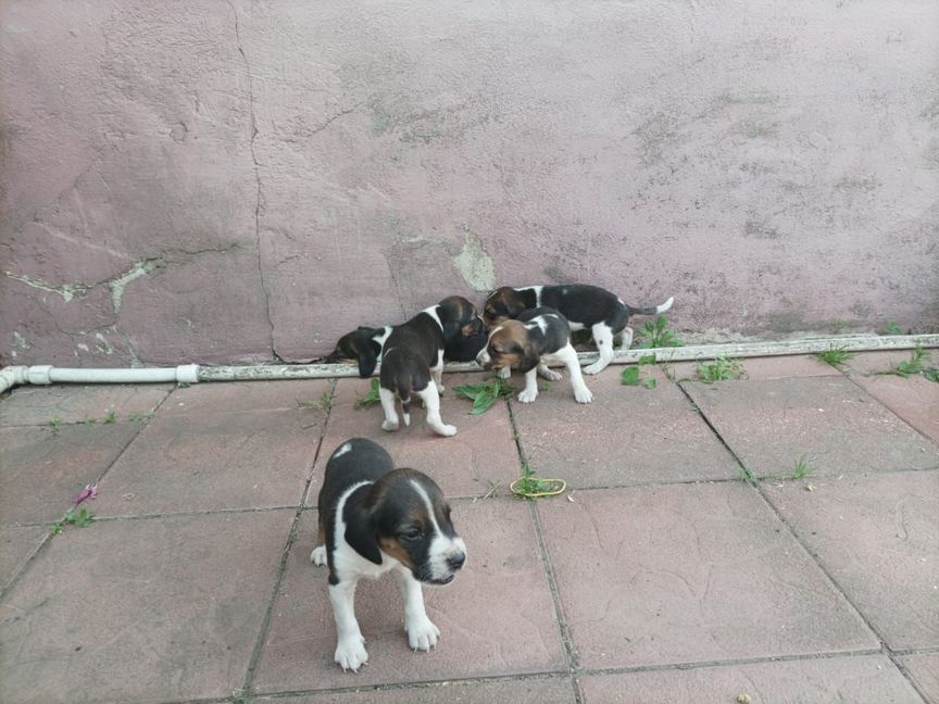 Эстонская гончая щенки