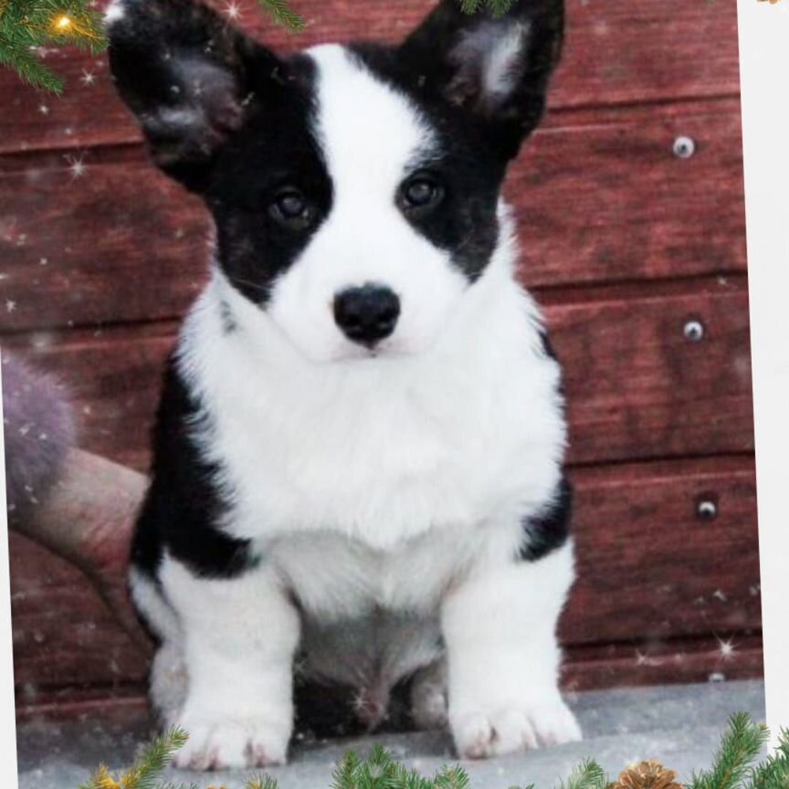 Щенок корги кардиган