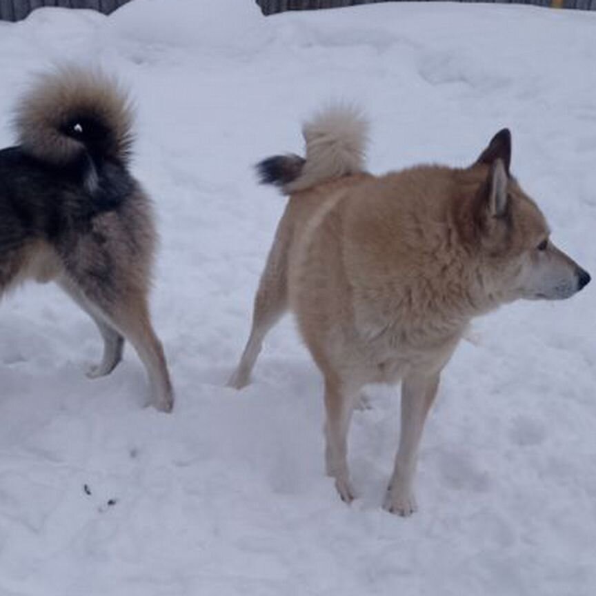 Лайка, взрослый пёс