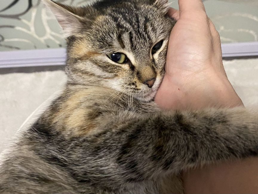 Котенок девочка нежнятинка