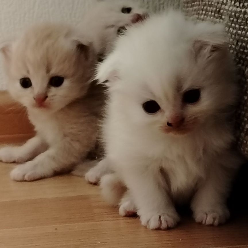 Шотландские вислоухие котята