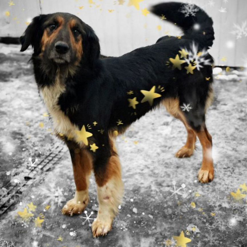 Собачка Чара мечтает о семье