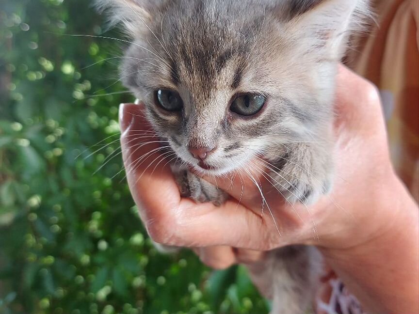 Котята в добрые руки бесплатно
