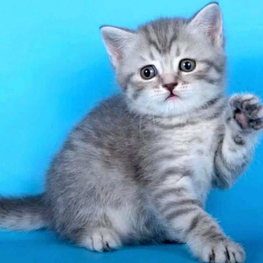 Котята шотландской породы