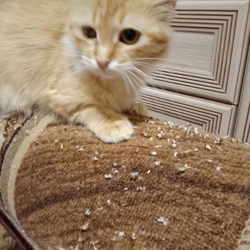 Рыжий котенок девочка в добрые руки