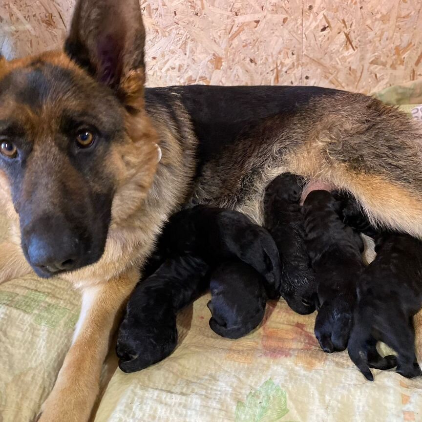 Щенки немецкой овчарки