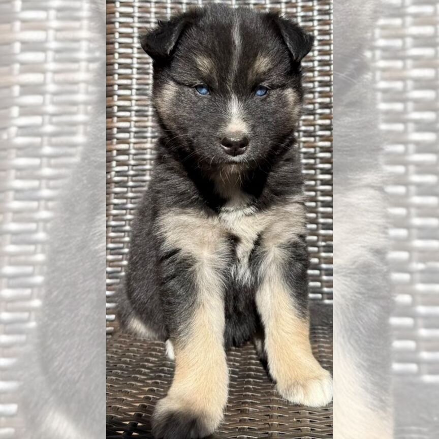 Сибирский хаски, щенок