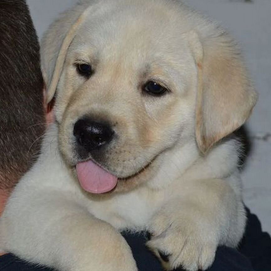 Лабрадор-ретривер, щенок