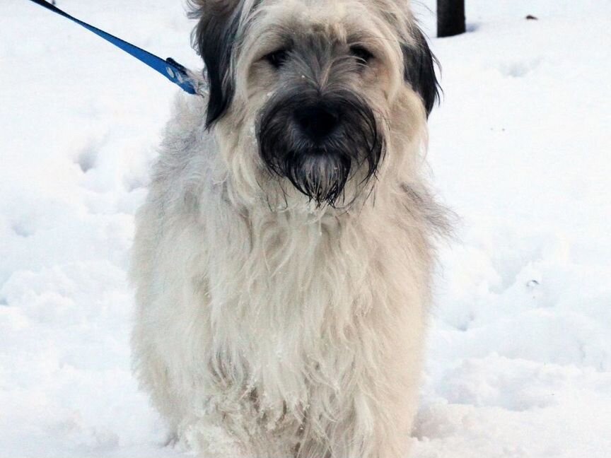 Мой Человек ты где