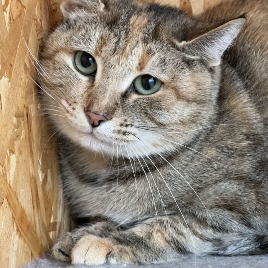 Красивая нежная кошечка