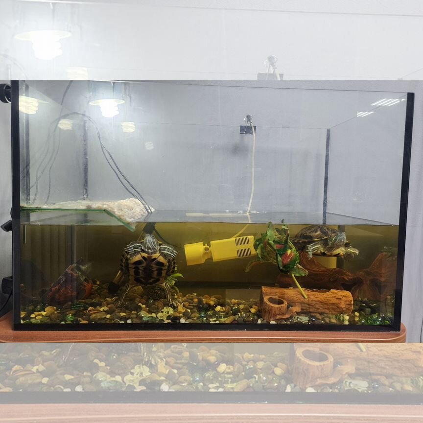 Красноухая черепаха и аквариум