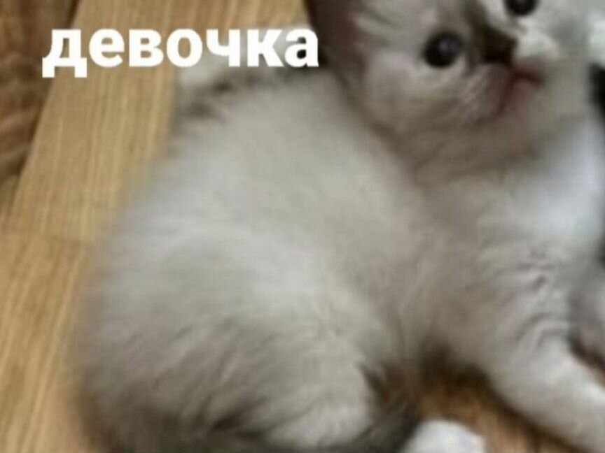 Котёнок регдолл