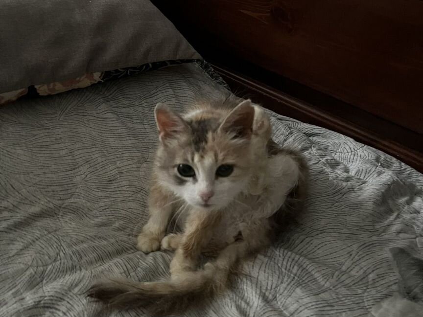 Спасли кошку