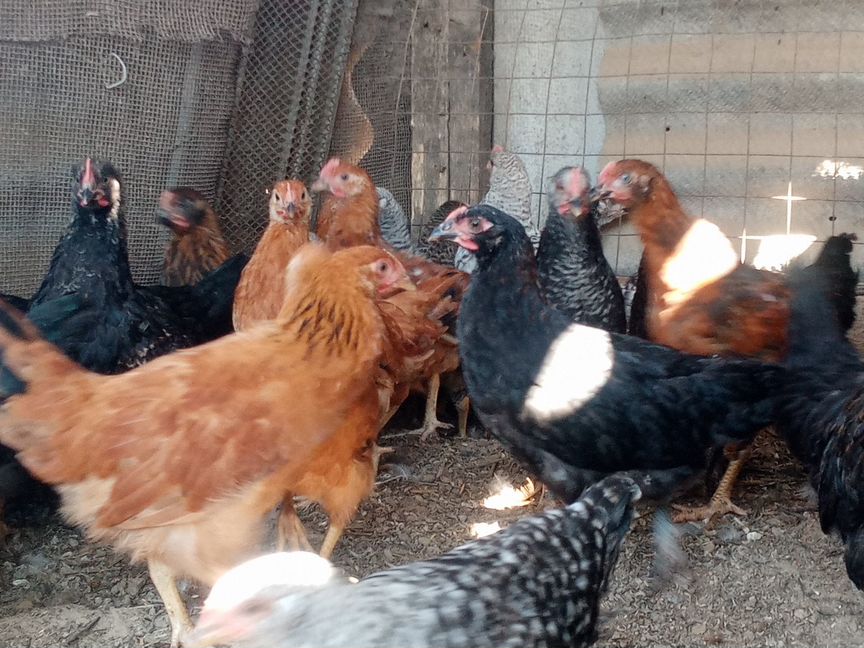 Продаются молодые курочки домашние