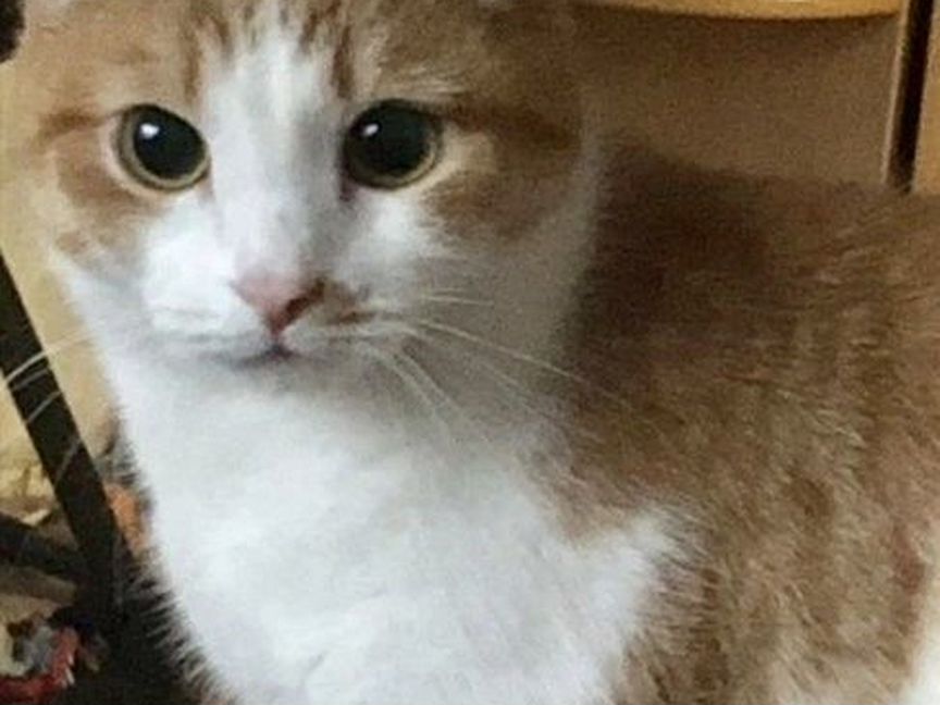 Киса умница и красавица