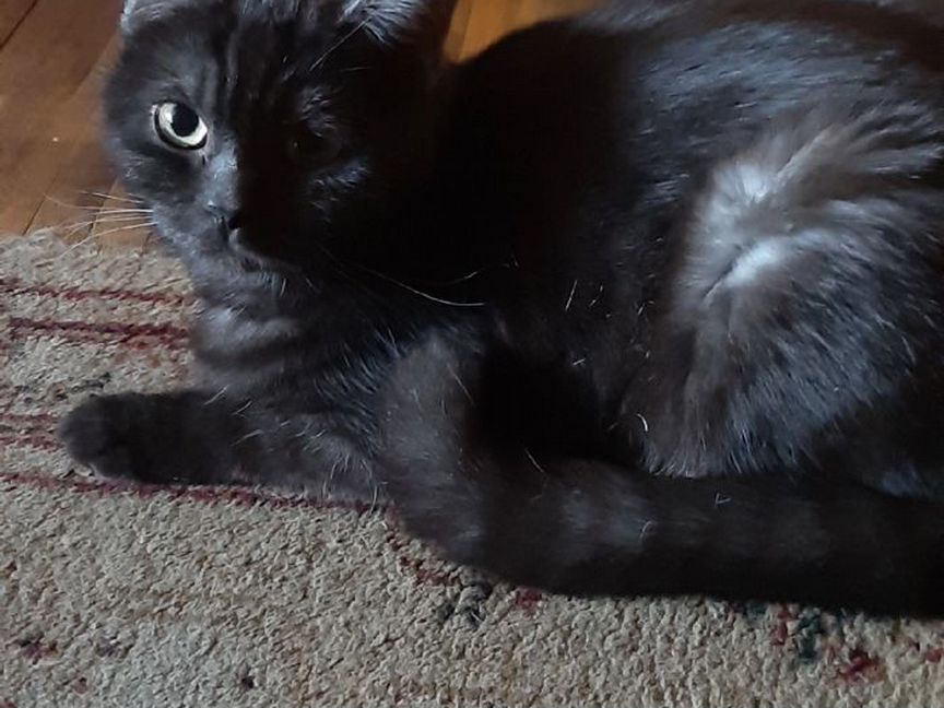 Кошка в дар