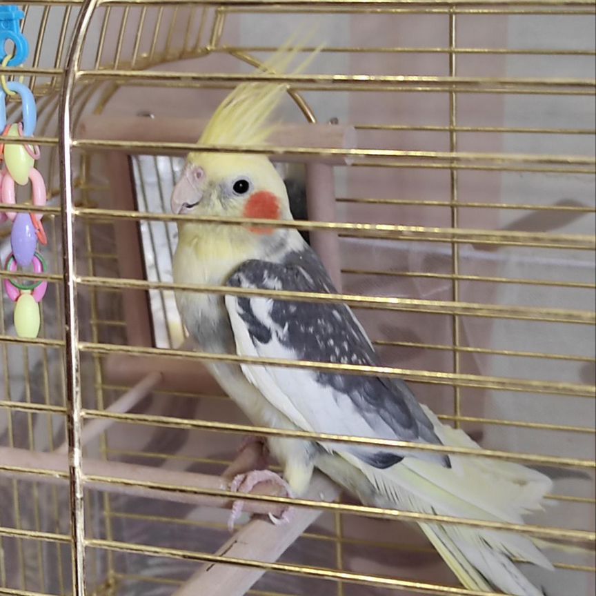 Попугай корелла мальчик