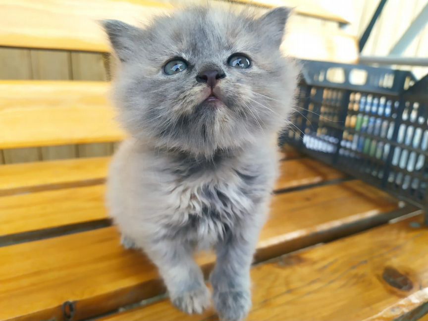 Котёнок сибирская кошка породистаЯ