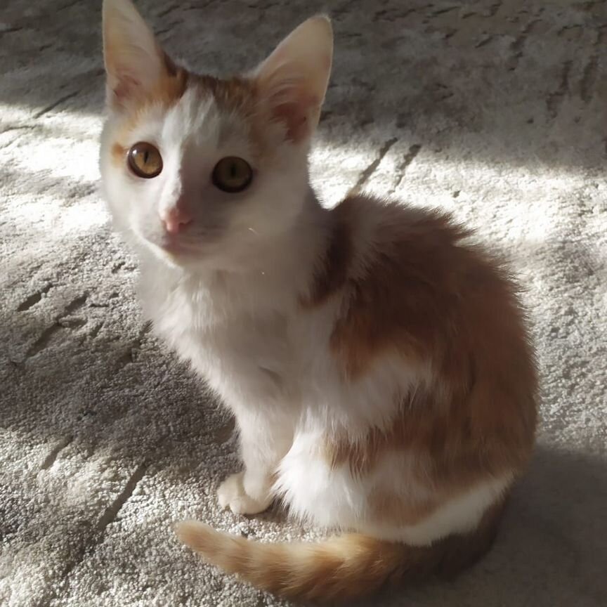 Котята ласковые