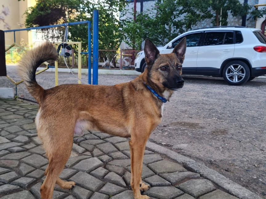 Лучик собака в добрые руки бесплатно