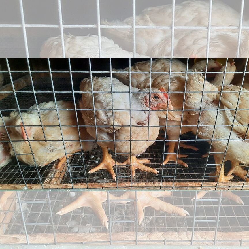 Бройлер подрощенный