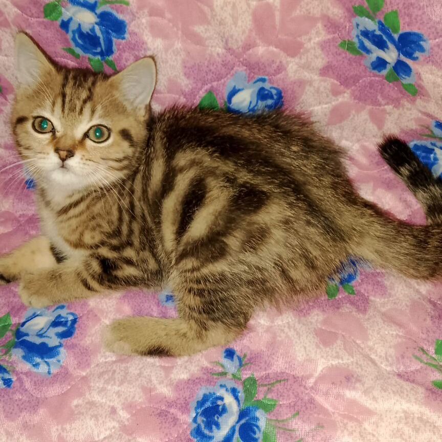 Шотландские котята