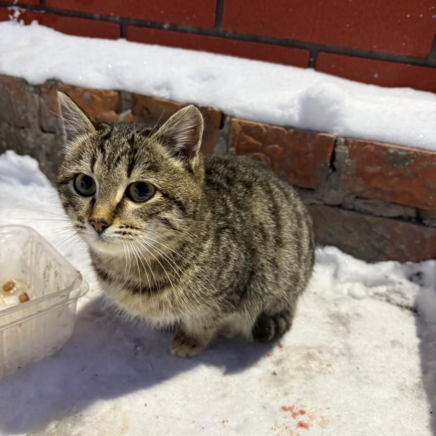 Котенок котик кот