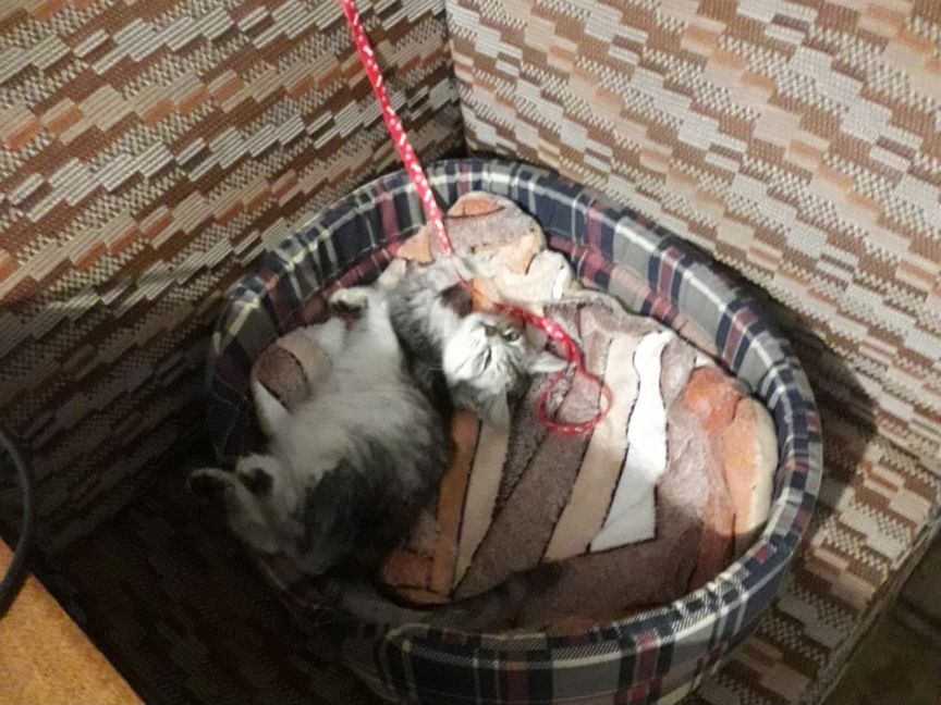 Котенок девочка породистый