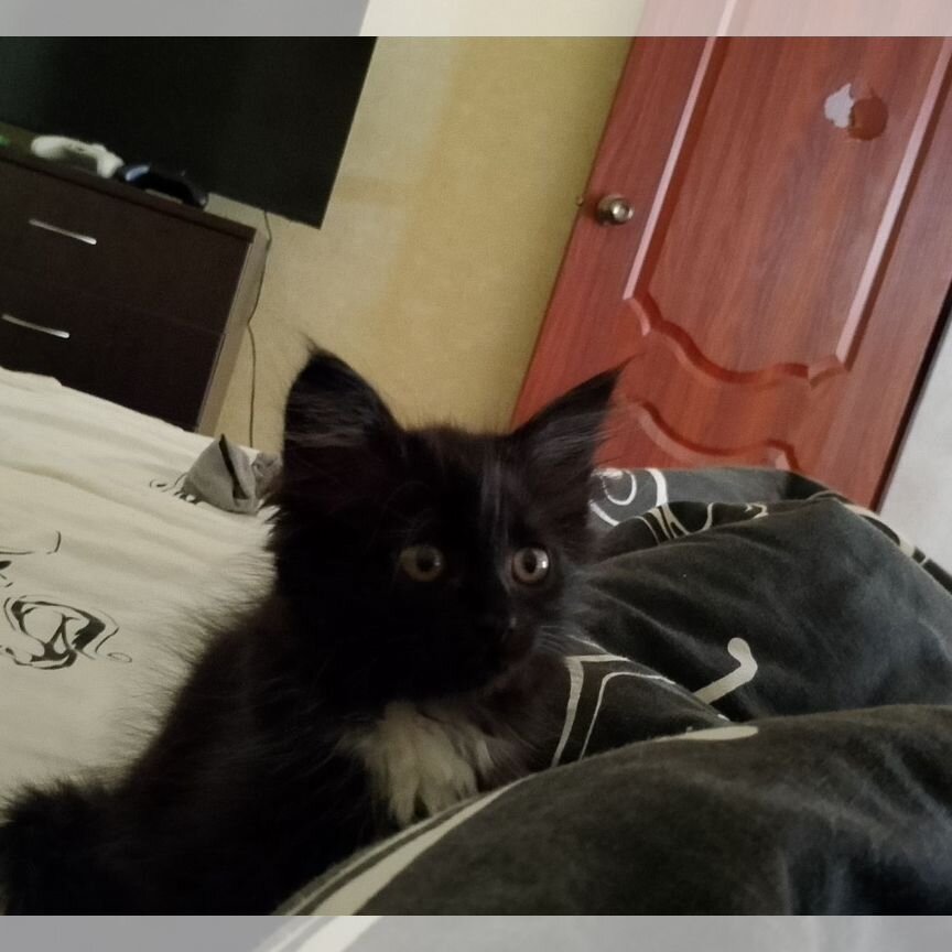 Котята