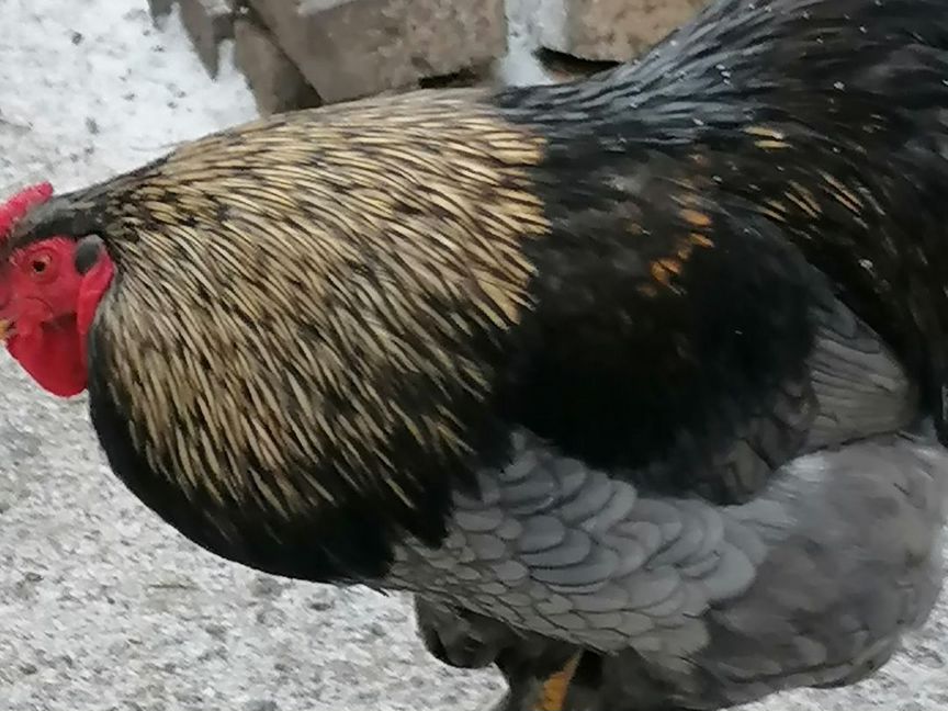 Молодые петухи