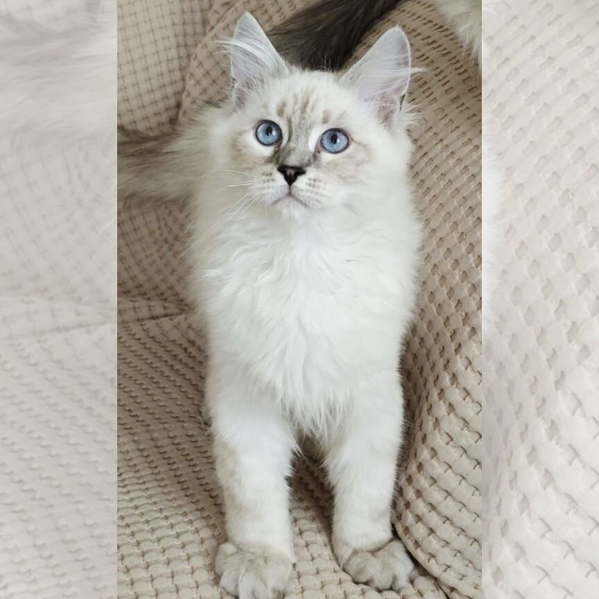 Невские маскарадные котята