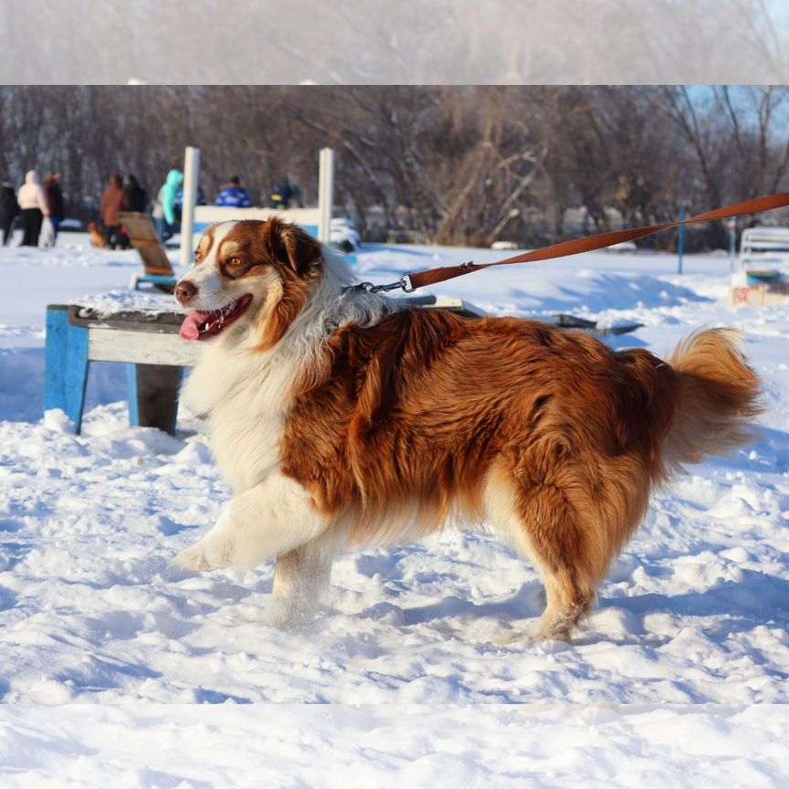 Австралийская овчарка, вязка