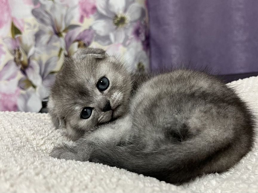 Шотландская вислоухая кошка