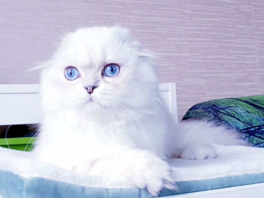 Шотландский длинношерстный мальчик
