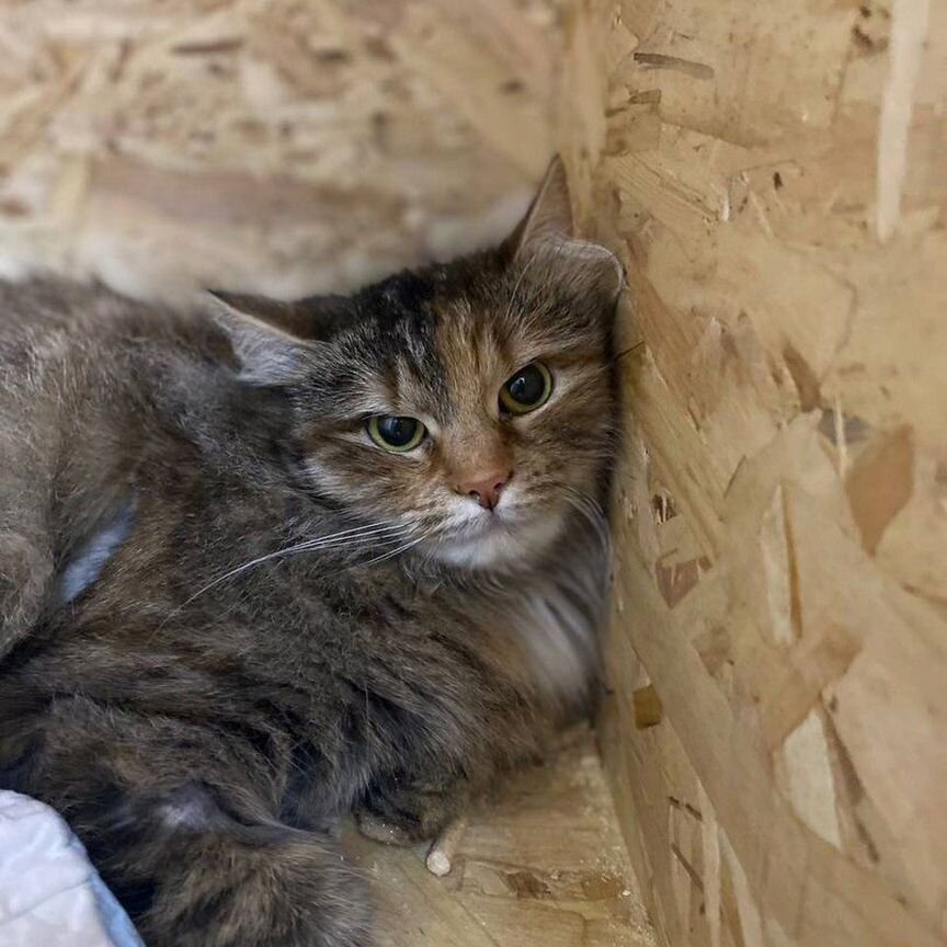 Кошечка ищет дом