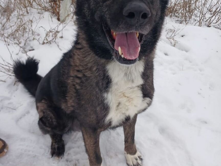 Красавчик кангал