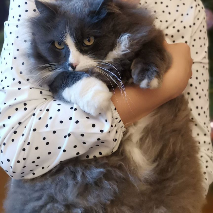 Котик Джерри