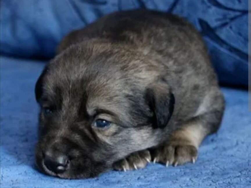 Пристраиваем в добрые руки